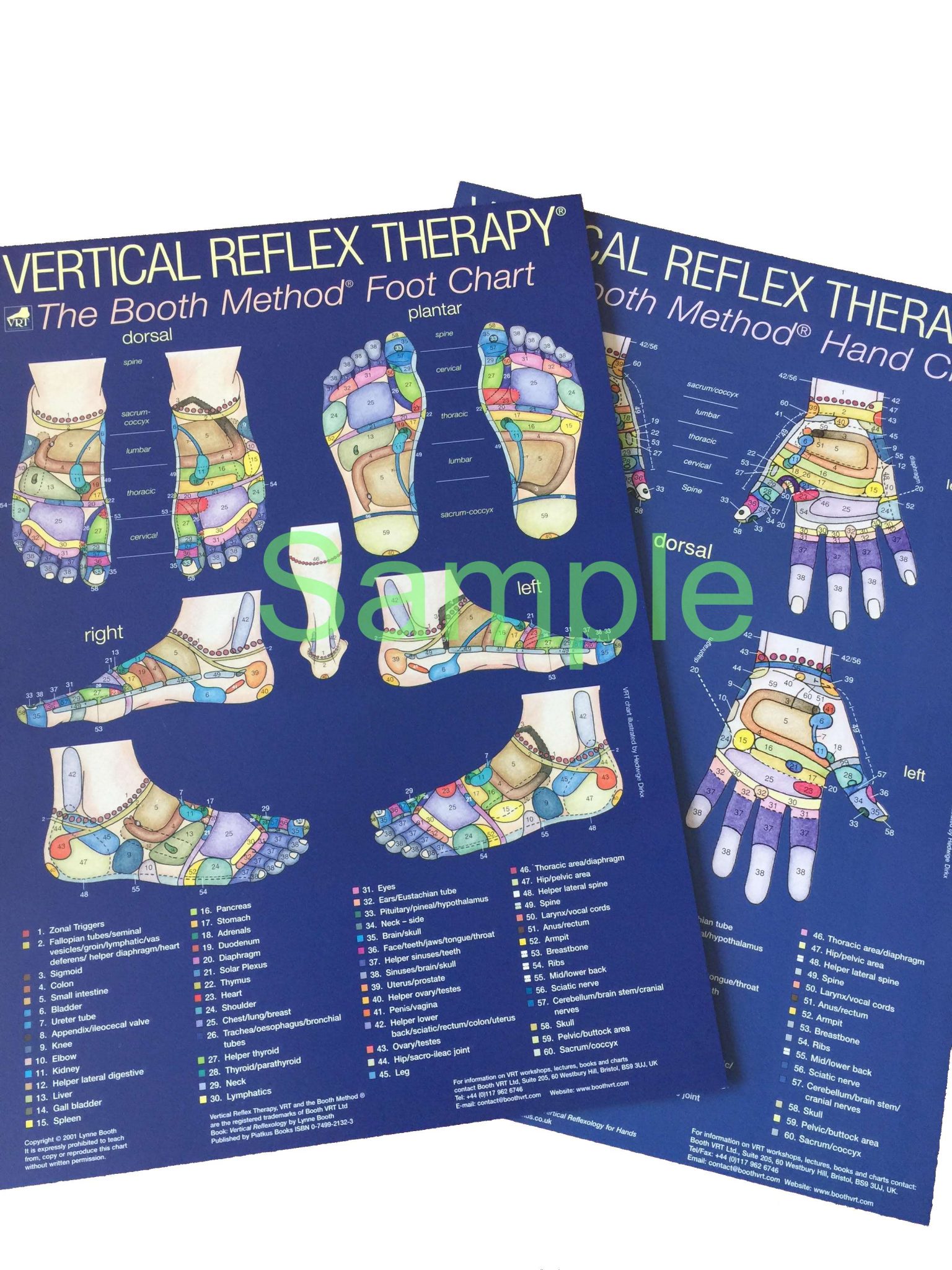 2 x VRT A4 Charts for Hand and Feet – offer – Vertical Reflexology